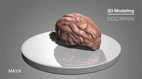 3d Canine Brainfinalproject Youtube