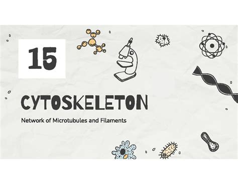 Cyt 101 Cytoskeleton Basics Types And Functions Lecture Notes Studocu