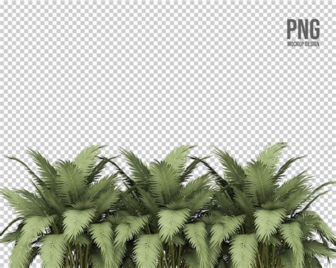 Palm Tree Psd 1000 High Quality Free Psd Templates For Download