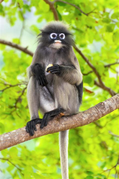 Dusky Leaf Monkey Or Trachypithecus Obscurus On Tree 16739207 Stock