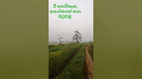 වී ගොවිතැන කෘෂිකර්මික ආයෝකයන් බිහිකරමු Agriculture Farming