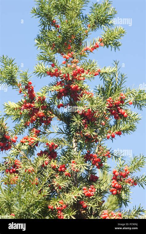 Yew Hi Res Stock Photography And Images Alamy