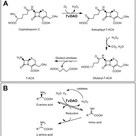 Codon Usage Table Designed For High Level Expression During Methanol Download Table