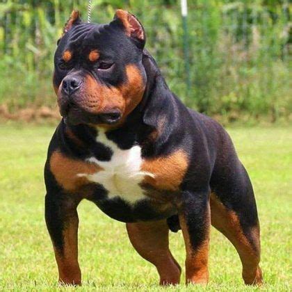 Pitbull Mix Rottweiler