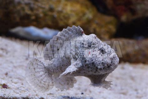 KBO カスリカエルアンコウ 海水魚カミハタビジネスオンライン