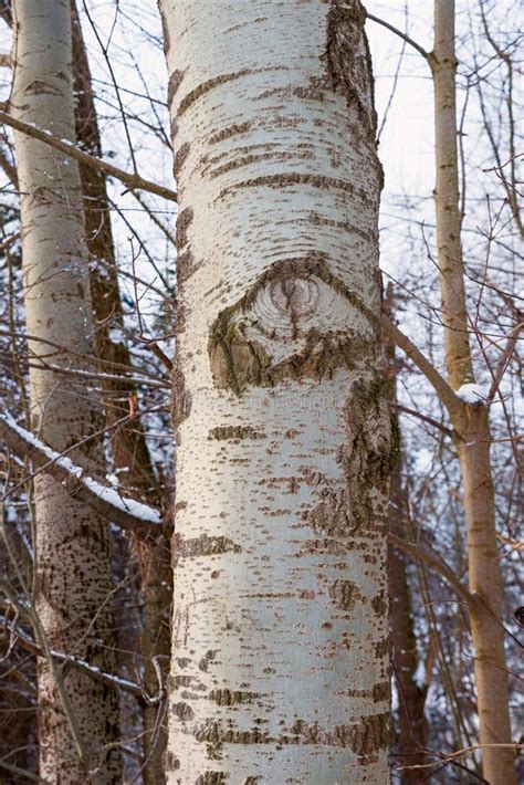 Birch Tree Stem With An Eye In The Bark Detail Shot In The Winter