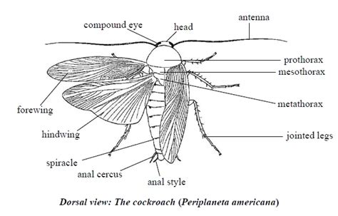 Comprehensive Guide To Cockroaches Structure Life Cycle And