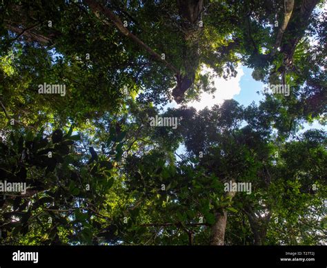 Canopy Of Trees Hi Res Stock Photography And Images Alamy