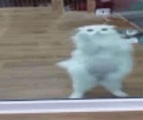 Jumping Kitty Meme Jumping Kitty Discover And Share S