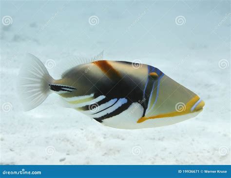 Picasso Triggerfish Stock Image Image Of Hawaiian Indo 19936671