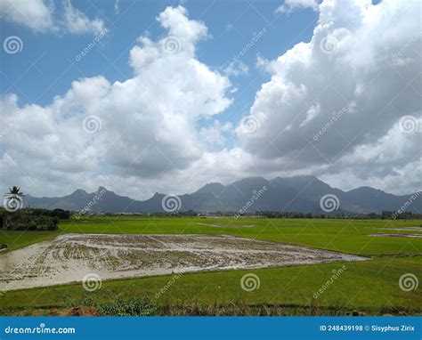Rice Farming Paddy Field In Kanyakumari District Tamil Nadu India