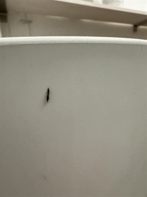 Weird Bugs In Small Indoor Worm Bin Rvermiculture