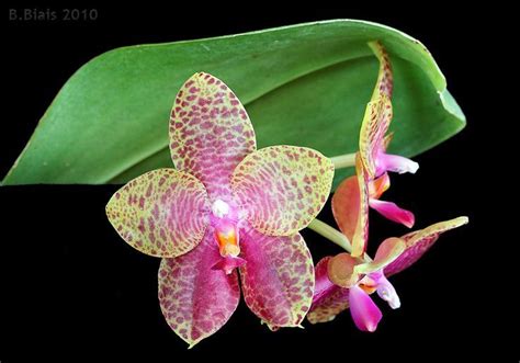 Phalaenopsis Mok Choi Yew Phalaenopsis Mok Choi Yew Phal