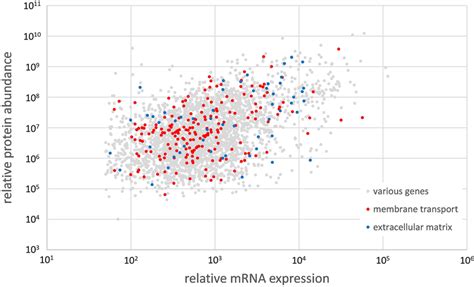 Relative Mrna Expression Plotted Versus The Relative Protein Abundance