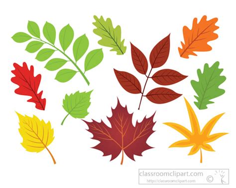 Different Types Of Fall Leaves