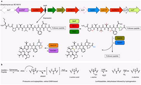 Bottromycin Biosynthesis And Epimerization In RiPPs A Bottromycin BGC