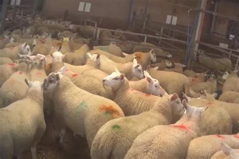 Live Sheep Beheaded In Horror Undercover Footage From Inside
