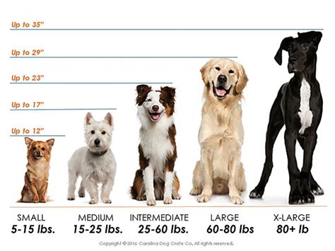 Dog Breed Average Neck Sizes At Sergio Wear Blog
