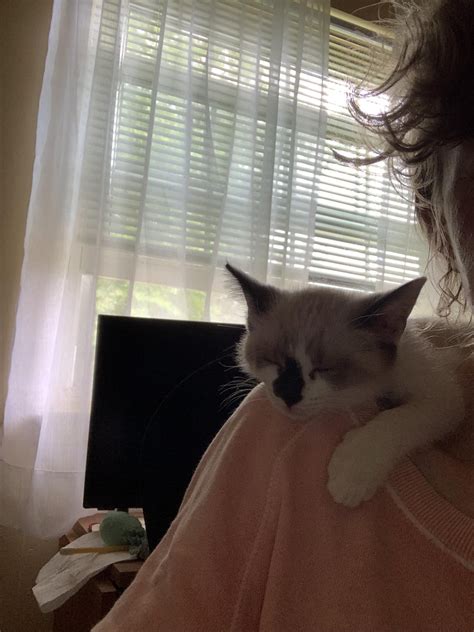 This Is My Isabelle Lilybelle Shes Pretty Awesome R Siamesecats