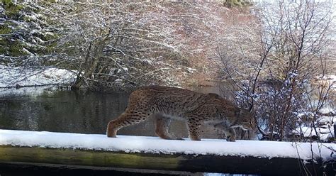 Nu Börjar Jakten På Lodjur I Västra Götaland Sex Djur Ska Skjutas