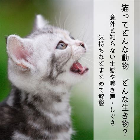 猫ってどんな動物 猫ってどんな生き物？意外と知らない生態や鳴き声・しぐさ・気持ちなどまとめて解説 Mofucat