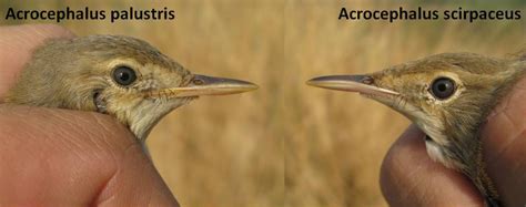 Isring The Israeli Ringing Blog Marsh And Reed Warbler Identification