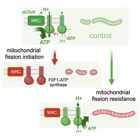 Mitochondrial F0f1 Atp Synthase Governs The Induction Of Mitochondrial Fission Iscience