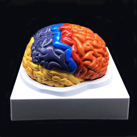 Fhuili Medical Human Brain Anatomical Model Brain Function Zone Model Cortical Layer Partition