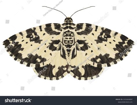 Argent Sable Moth Illustration Isolated On Stock Illustration