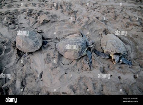 Las Tortugas Olive Ridley Observan La Playa De La Desembocadura Del Río