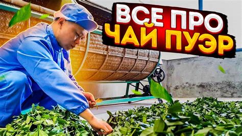 Вся правда о чае пуэр | чем шу пуэр отличается от шен пуэра | как ...