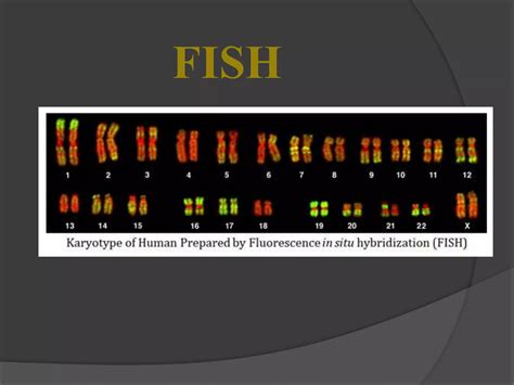 Karyotype Andidiogram Pptx