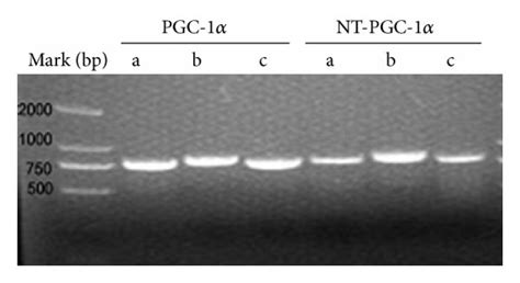 Expression And Identification Of Nt Pgc 1α A Nt Pgc 1α B And Download Scientific Diagram