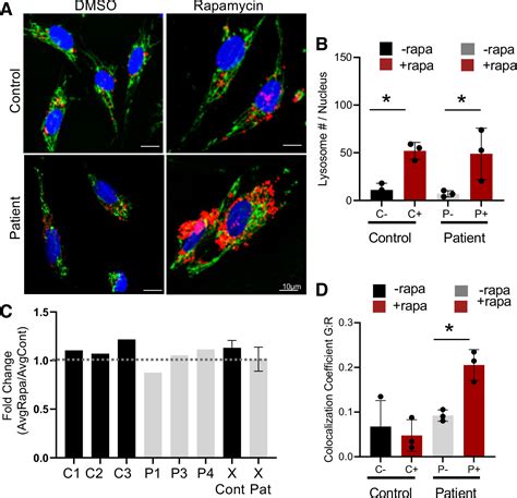 Effect Of Rapamycin On Mitochondria And Lysosomes In Fibroblasts From