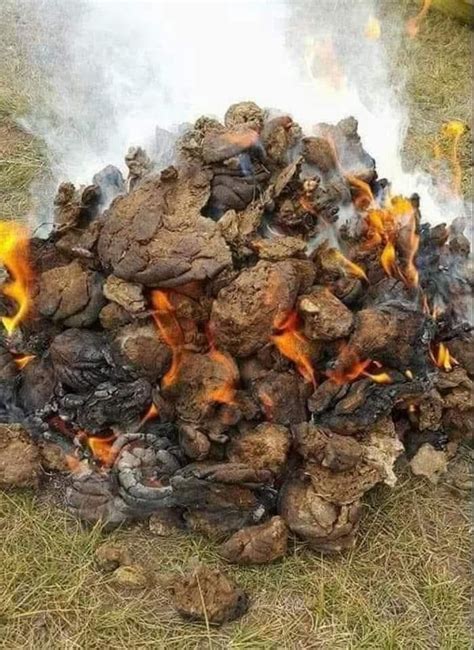 Үзэсгэлэнт ️Нойтон үхрийн баасны болон өтөг бууцны үнэр хүүхдийн харшлыг эдгээдгийг Японы