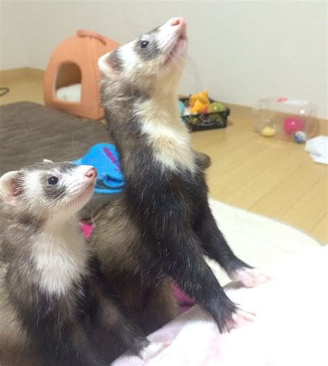 ペットは本当に幸せなのか？飼うことの責任について本気で考えてみる