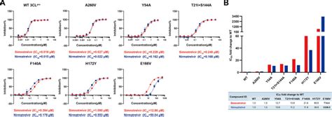 Potent Antiviral Activity Of Simnotrelvir Against Key Epidemic Sars Cov 2 Variants With A High