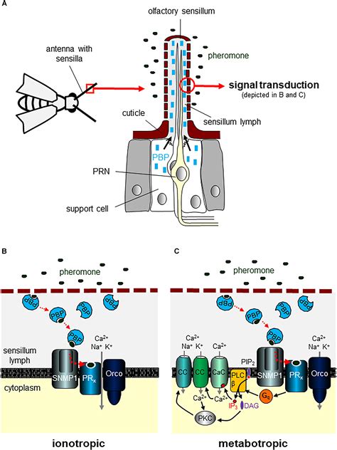 Frontiers Insect Pheromone Receptors Key Elements In Sensing