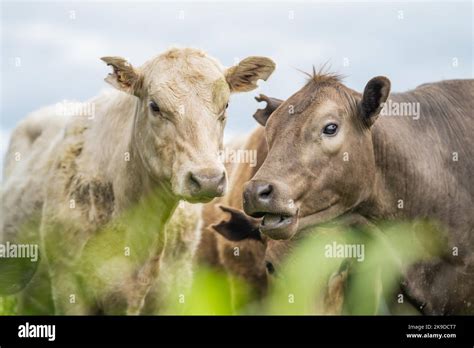 Agriculture Field Beef Cows In A Field Wagyu Cattle Herd Grazing On