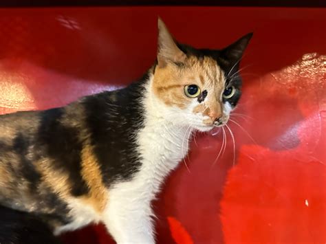 코리안숏헤어 솔라 고양이 책임분양 ♥ 강아지파양 고양이파양 유기견무료분양입양 아이조아요양보호소