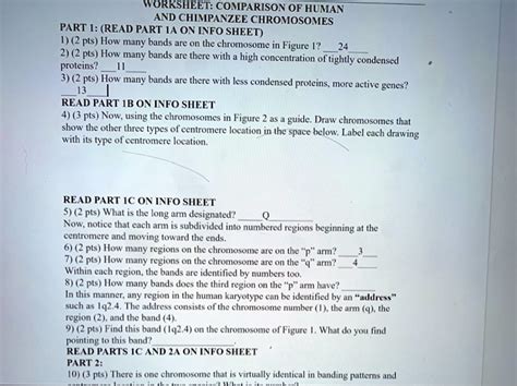 SOLVED WORKSHEET COMPARISON OF HUMAN AND CHIMPANZEE CHROMOSOMES PART