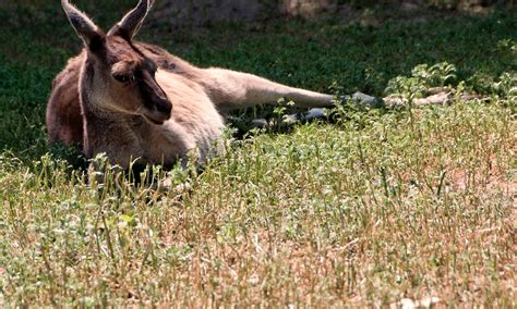 Kangaroo Lying Down On Grass Ed Okeeffe Photography