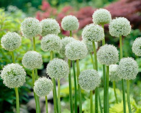 Allium Stipitatum White Giant Bulbs — Buy Online At Farmer Gracy Uk