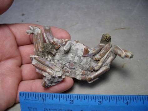 Crab Fossil 100117b The Stones And Bones Collection