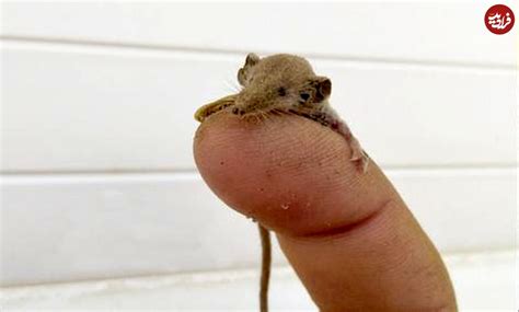 عکس کوچکترین پستاندار جهان در لرستان دیده شد