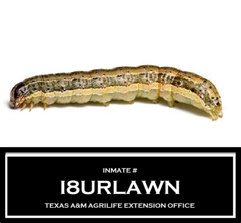 Army Worms Are On Their Annual Crime Spree Rockwall County Master
