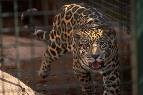 Would A Jaguar Or Lion Win The Institute For Environmental Research