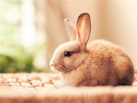 배경 화면 귀여운 작은 토끼 모피 1920x1200 그림 이미지