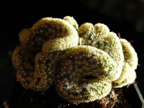 Floraciones En MÁlaga Y MÁs Cactus Y Suculentas 13