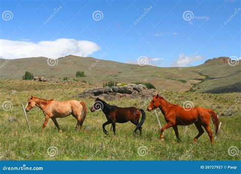 Drei Pferde stockbild Bild von tiere grün argentinien 20727927